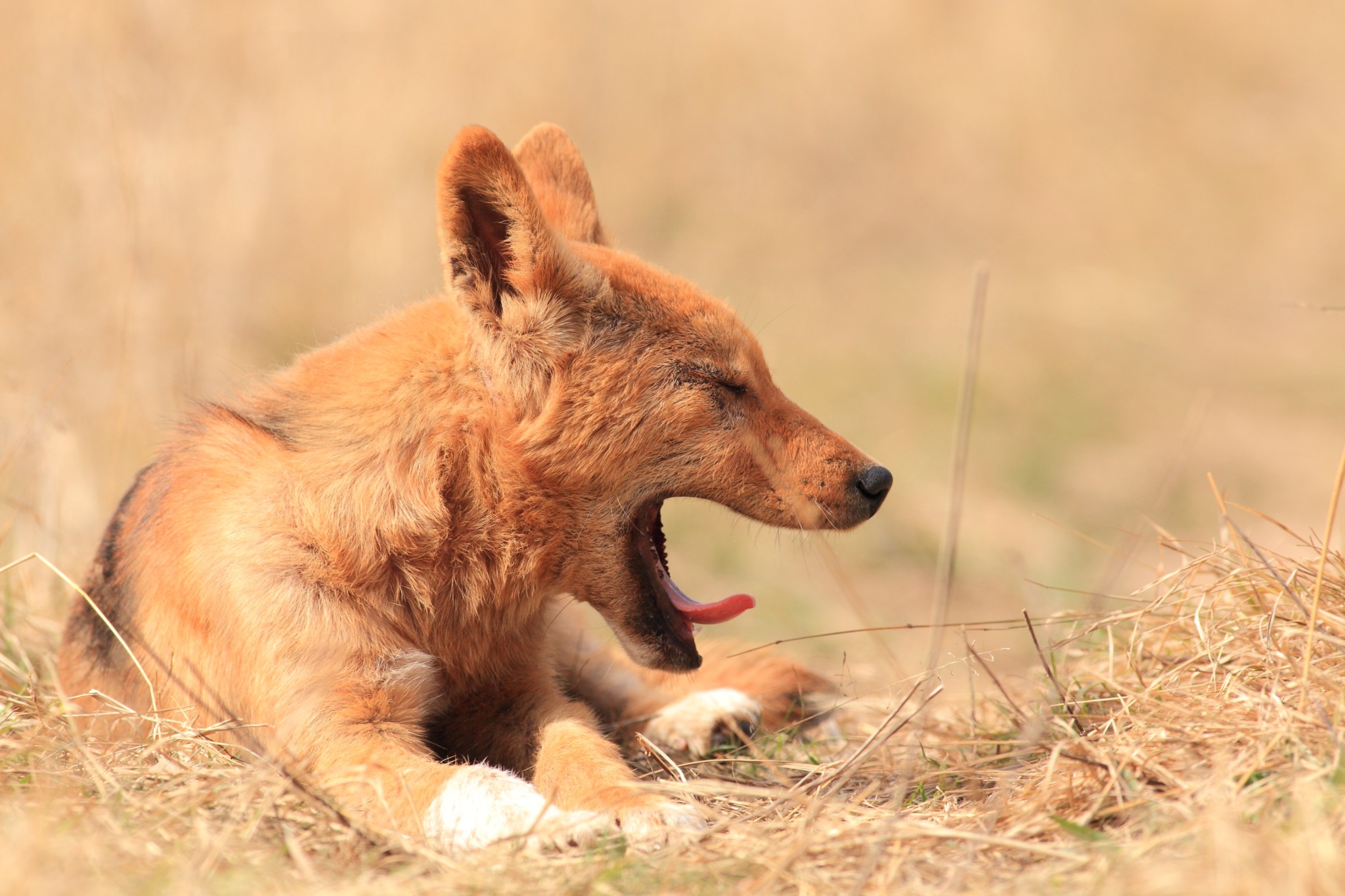 Behind the Scenes: The real Dingo - Terra Mater Studios