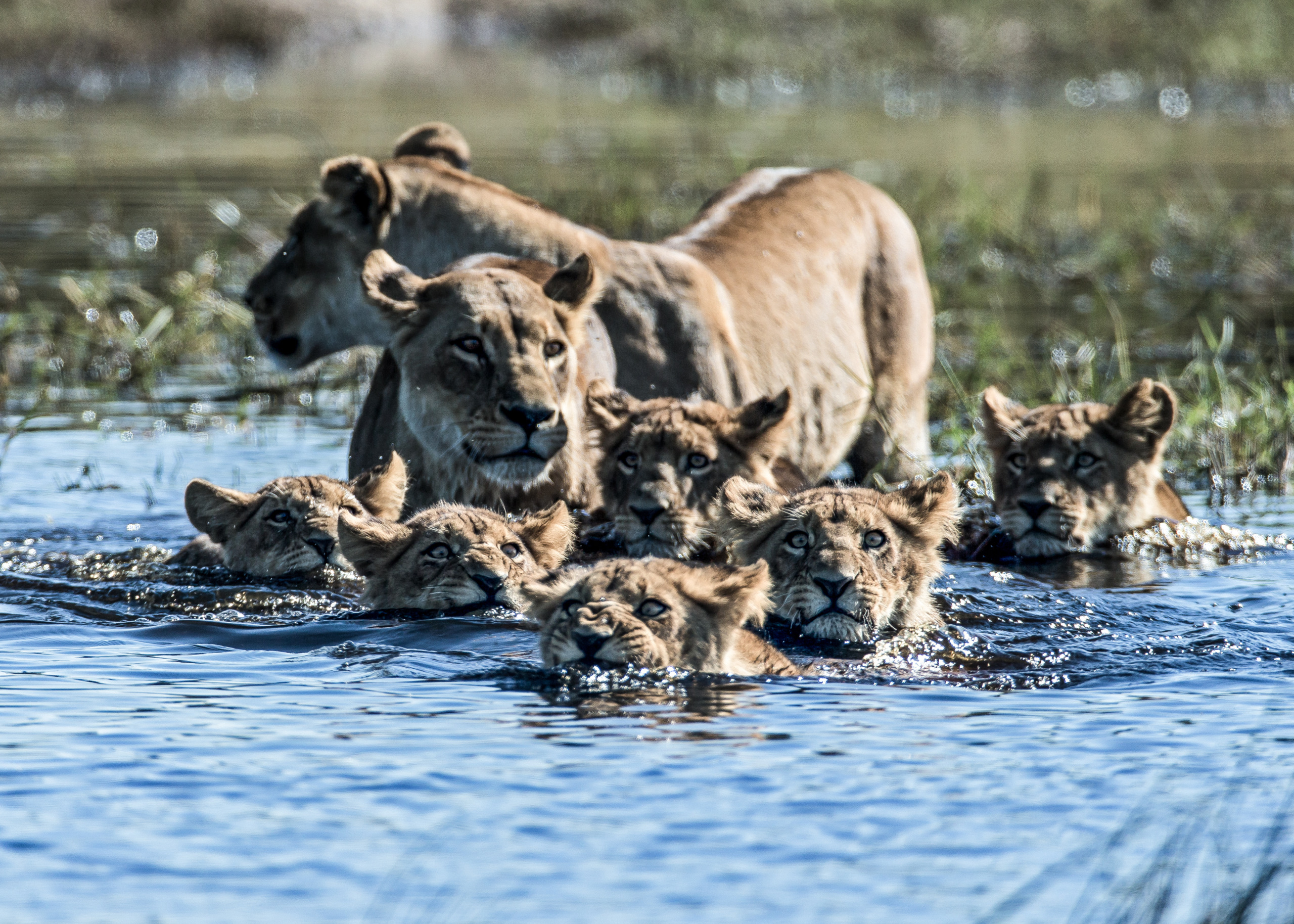 Jackson Wild Media Awards 2019 nominations revealed - Terra Mater Studios
