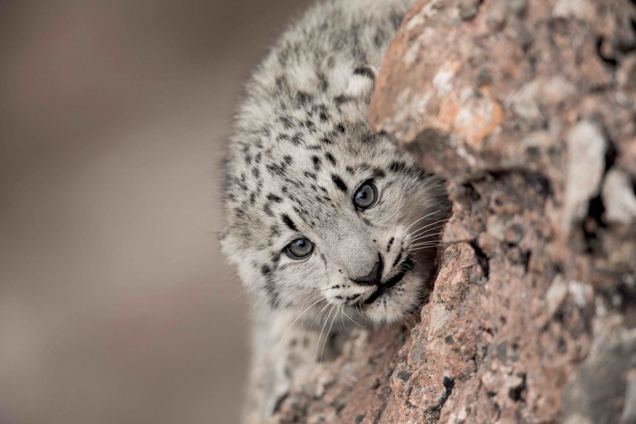 Audible Success & Honorable Mention at Jackson Wild - Terra Mater Studios