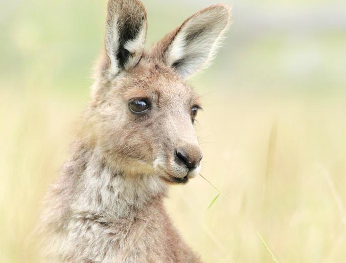 Behind the Scenes: The real Dingo - Terra Mater Studios