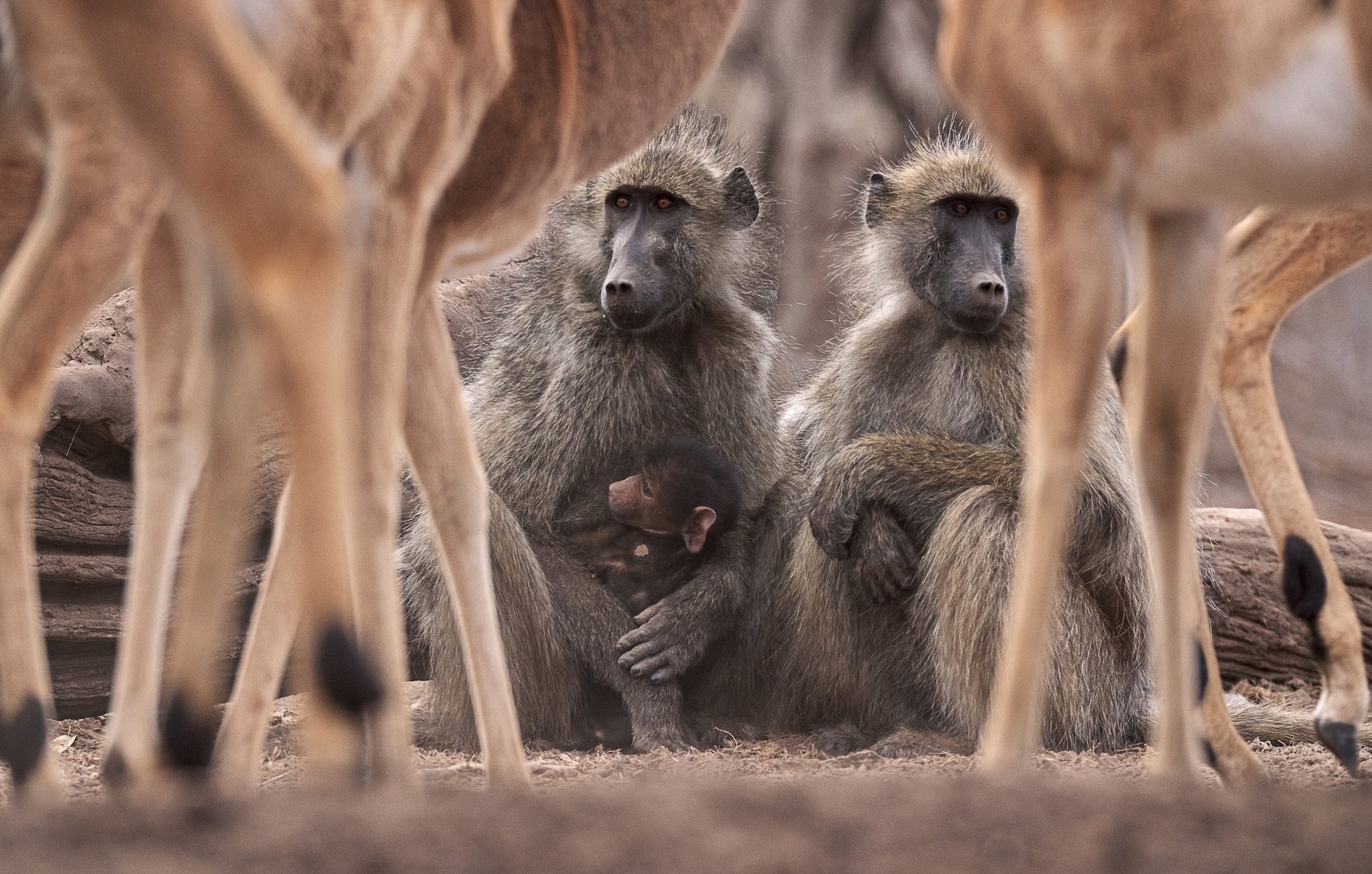 Khibidu - A Baboon's Story - Terra Mater Studios